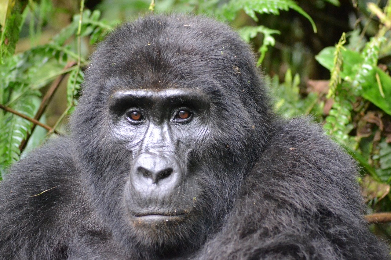 Gorilla Trekking for Disabled Tourists Uganda & Rwanda
