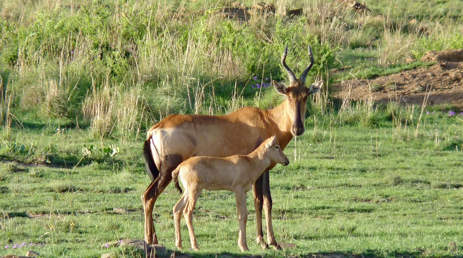 Ajai Wildlife Reserve Uganda | Safari & Bird-watching Tours