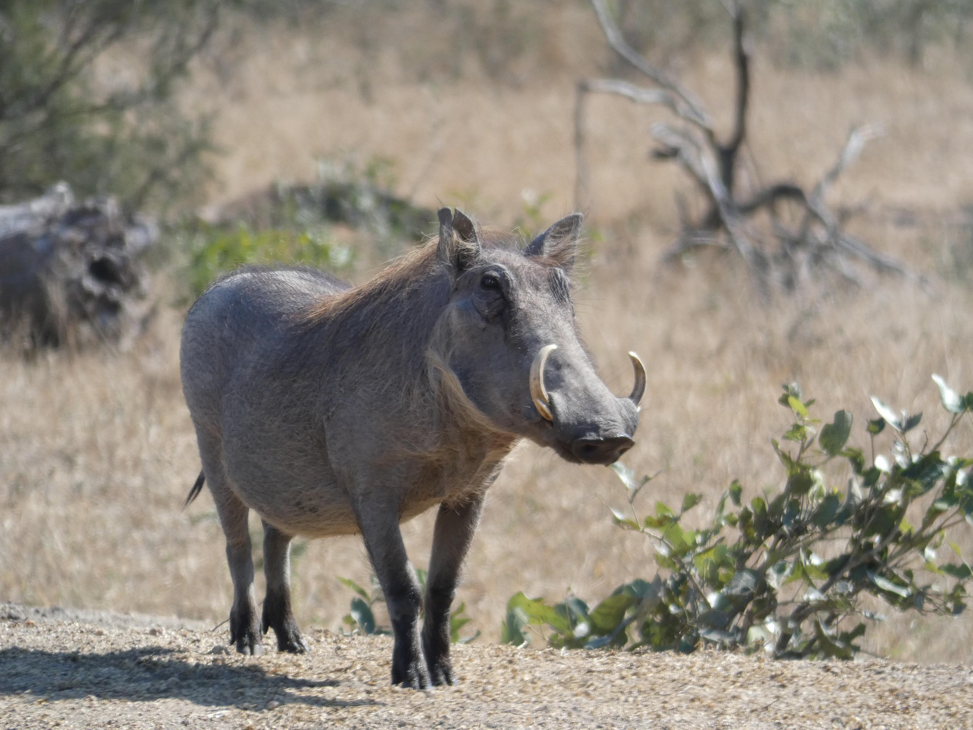 Aswa-Lolim Game Reserve Uganda | Safari & Bird-watching Tours