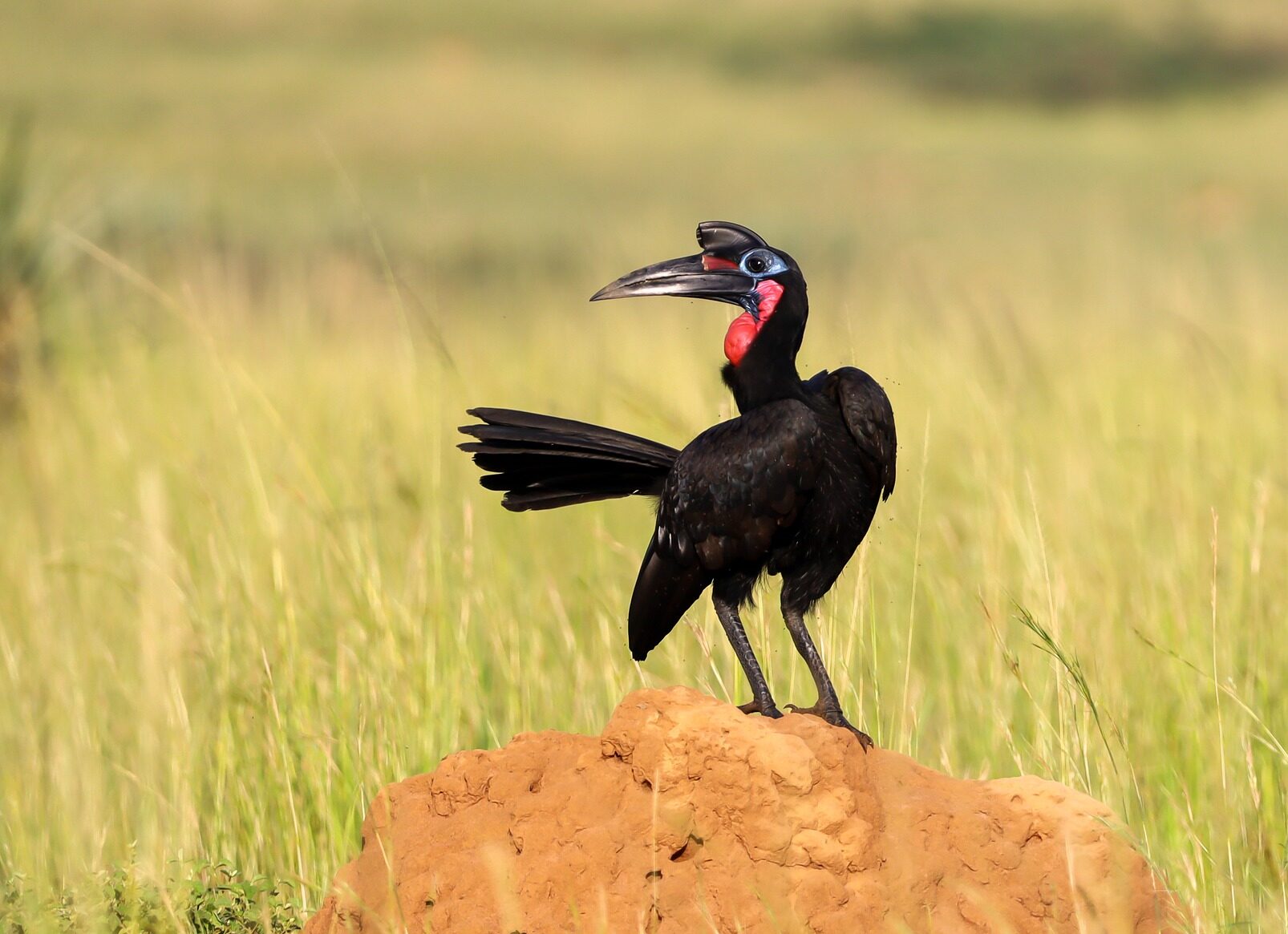 Karuma Wildlife Reserve Uganda | Wildlife, Karuma Falls & Birding Safaris