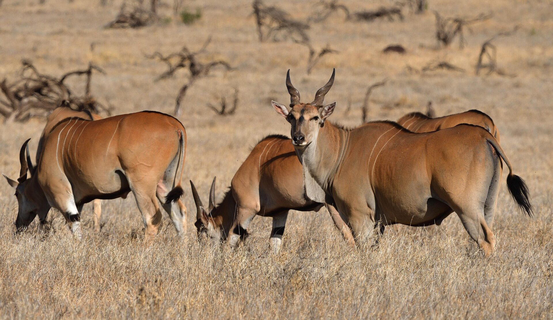Bugungu Wildlife Reserve Uganda | Safari Tours & Wildlife Viewing