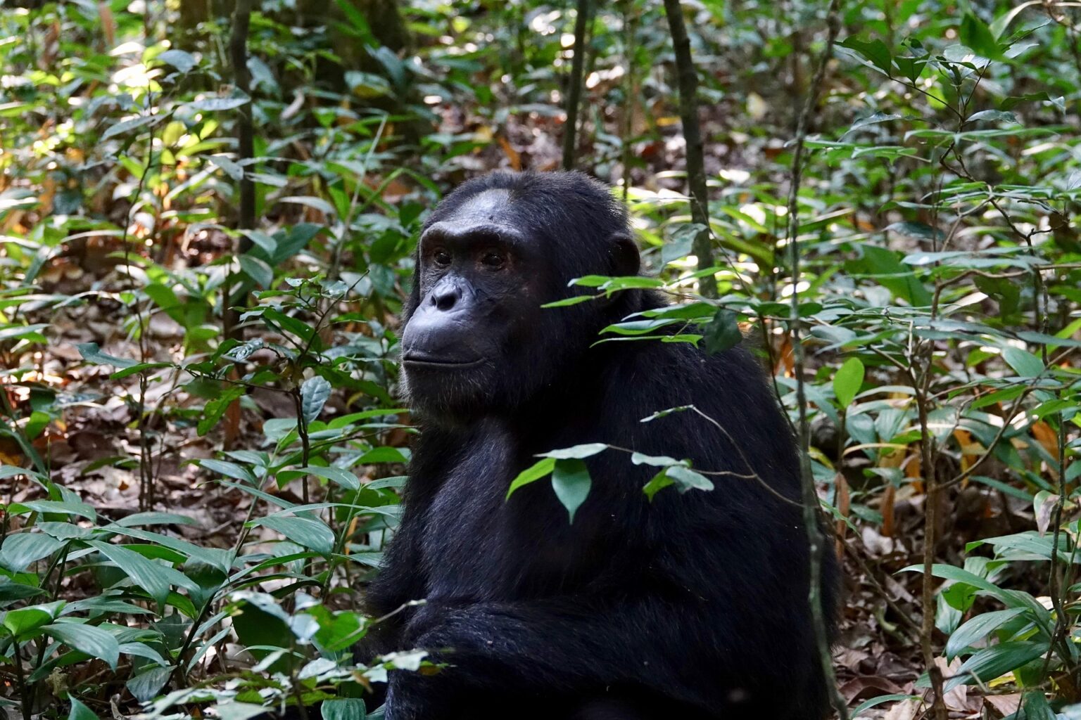 Animals in Uganda | Discover Wildlife Species in Uganda