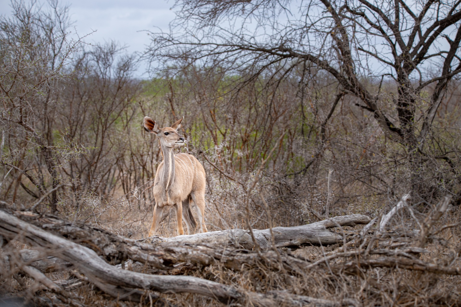 Kabwoya Wildlife Reserve Uganda | Wildlife, Activities & Birdwatching