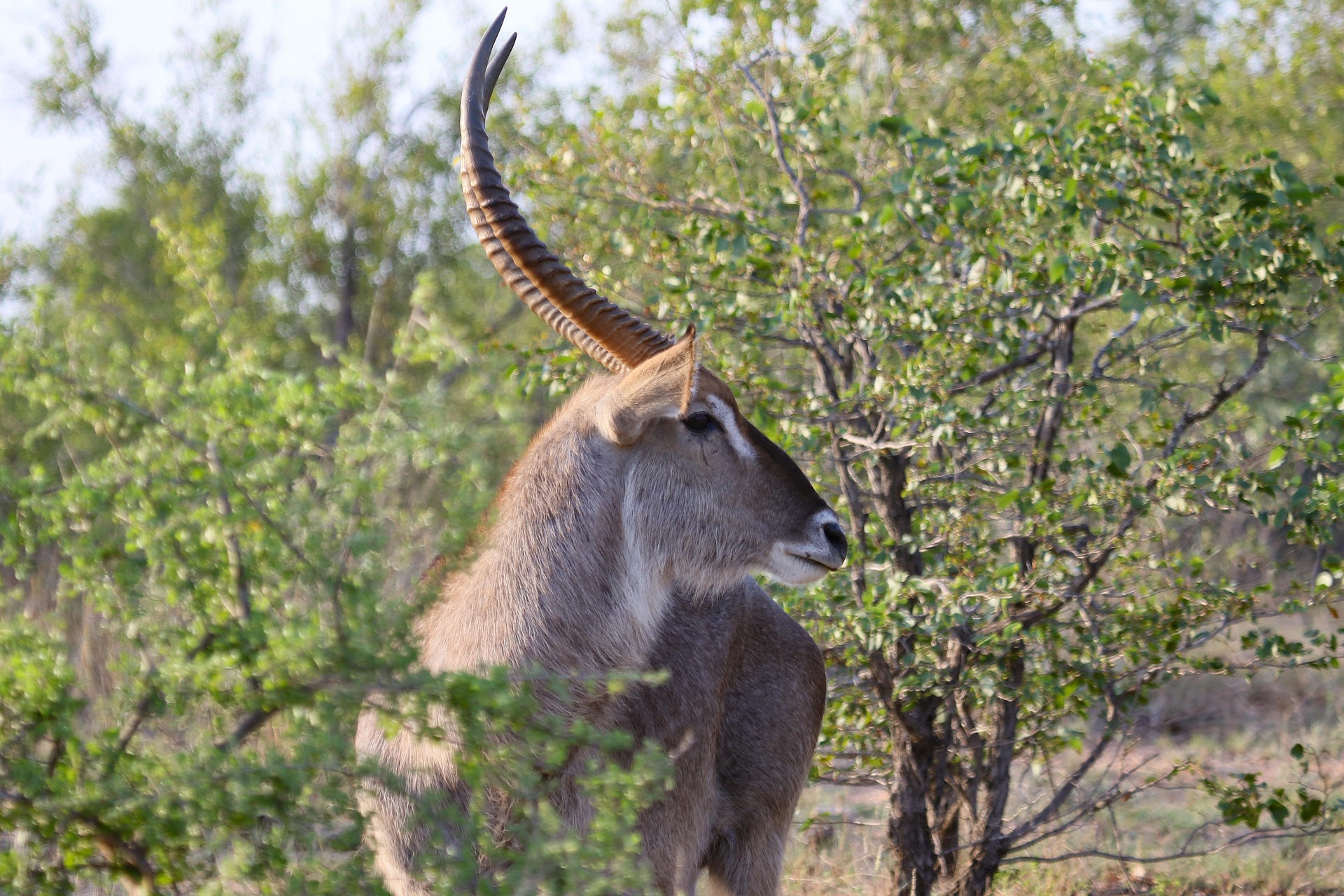 Katonga Wildlife Reserve Uganda | Sitatunga Antelopes, Trails & Boat ...