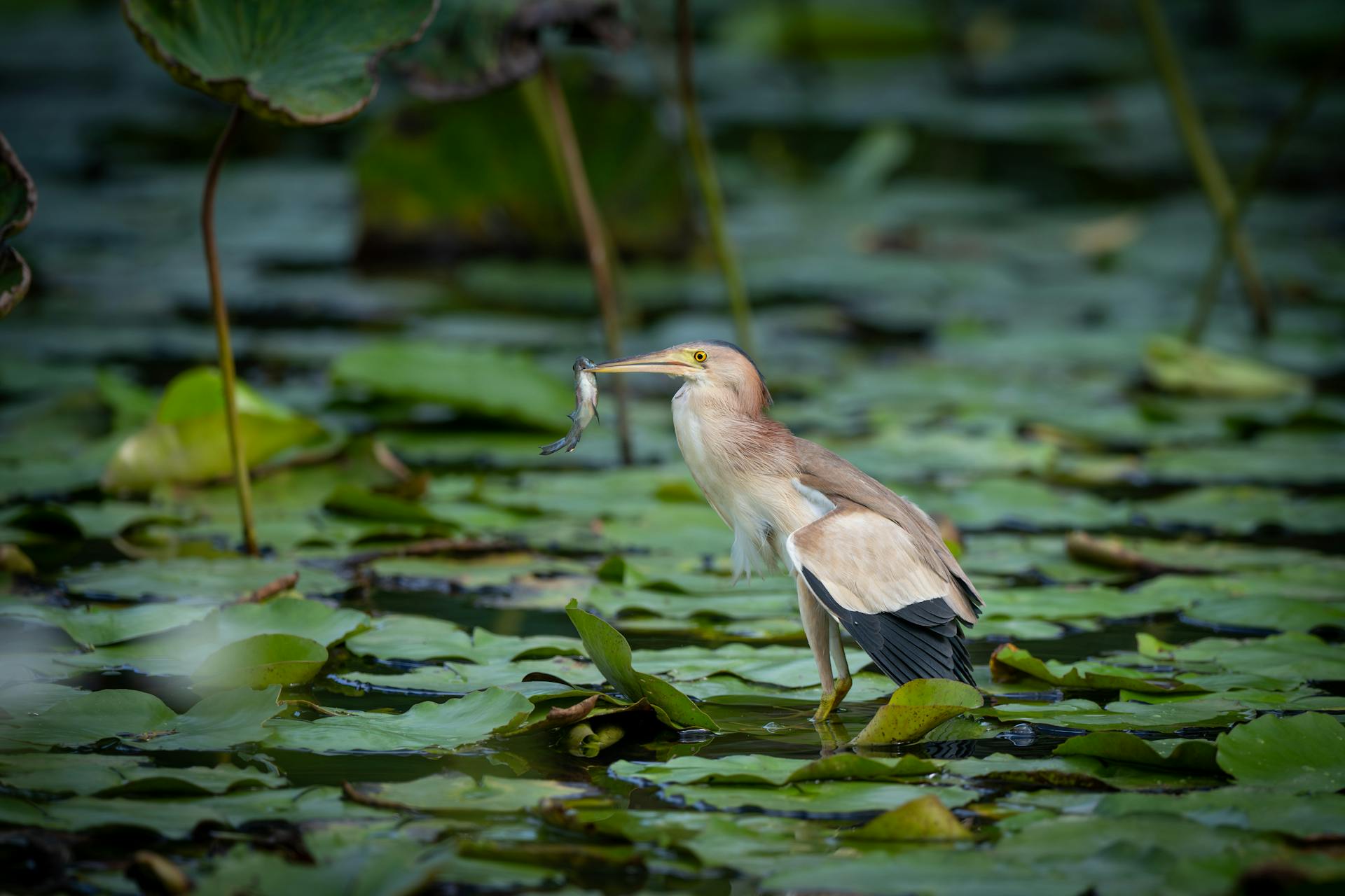 Mabamba Bay Swamp Uganda | Shoebill Birding Tours