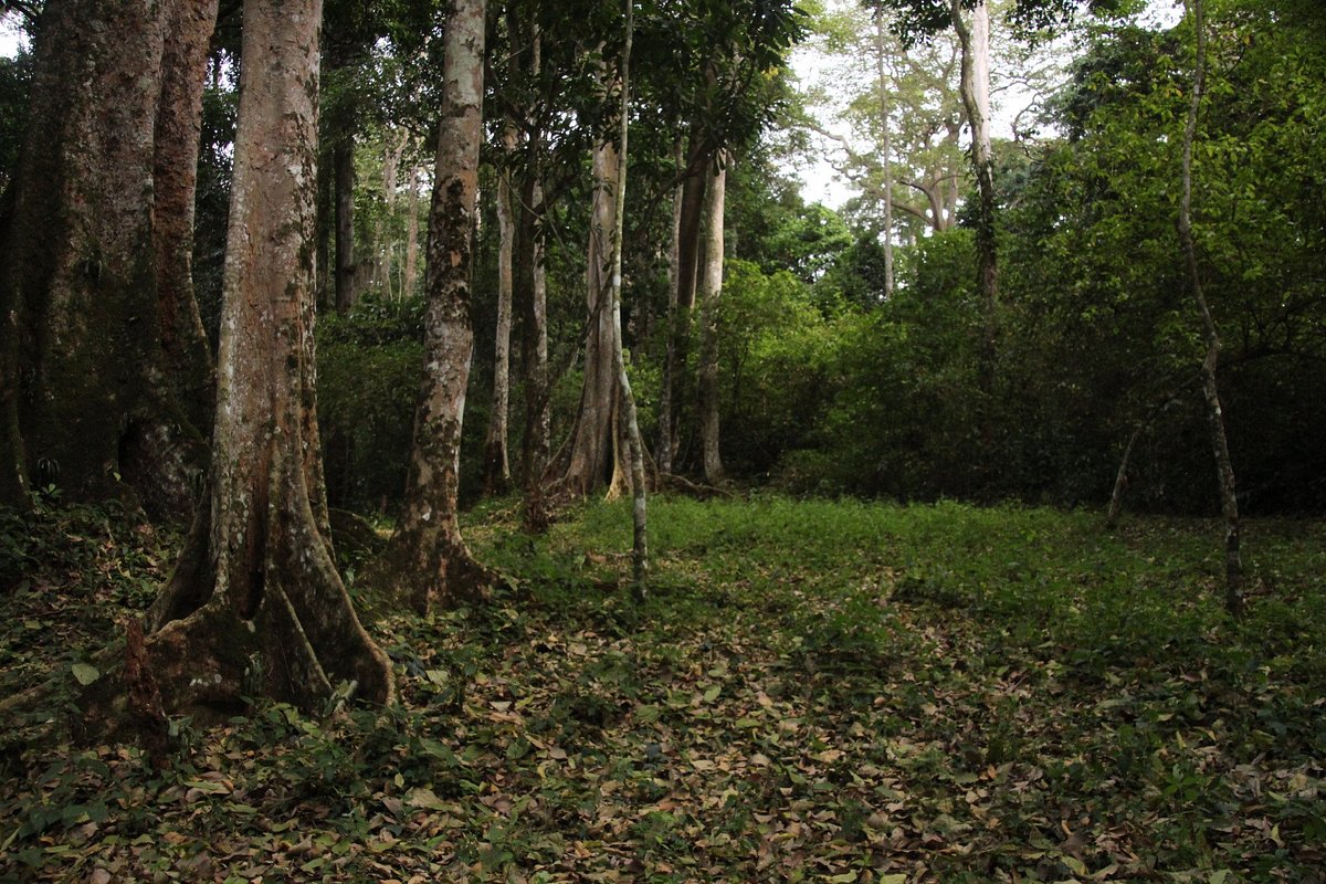 Forests in Uganda | Top Rainforests, Wildlife & Gorilla Trekking ...