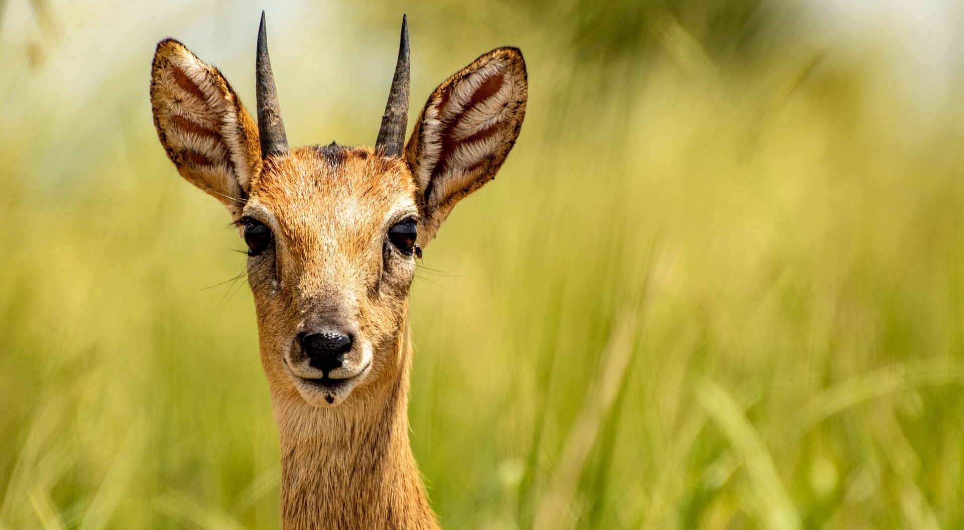 Toro-Semliki Wildlife Reserve | Uganda Safari Guide