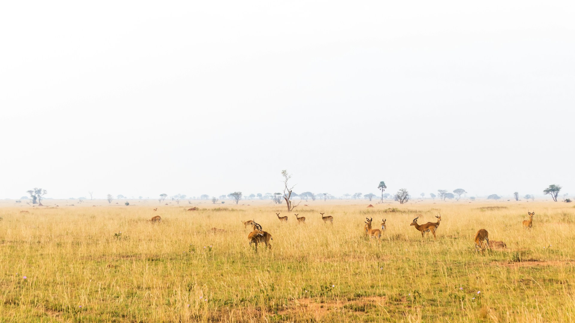 Toro-Semliki Wildlife Reserve | Uganda Safari Guide