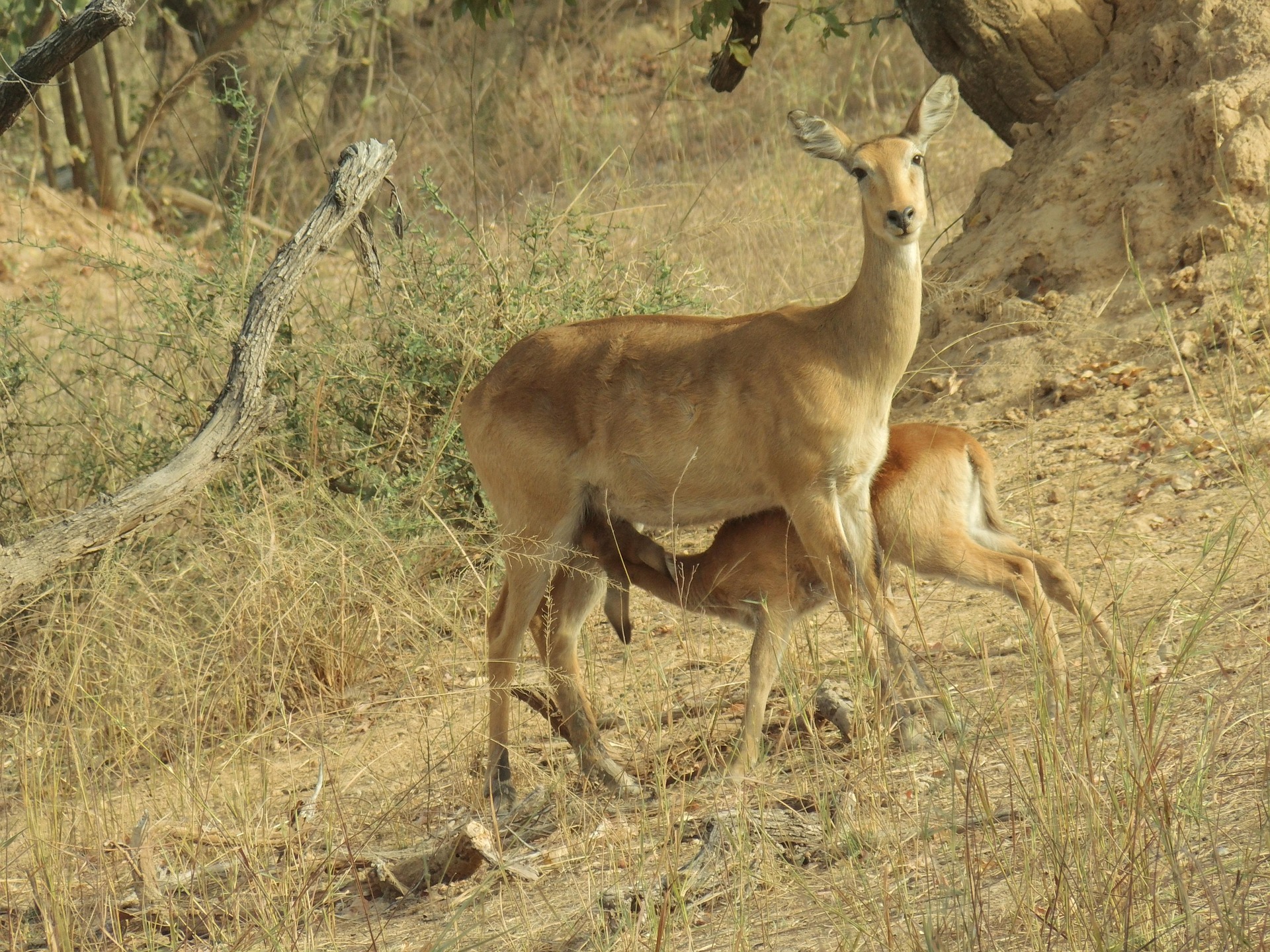 Ajai Wildlife Reserve Uganda | Safari & Bird-watching Tours