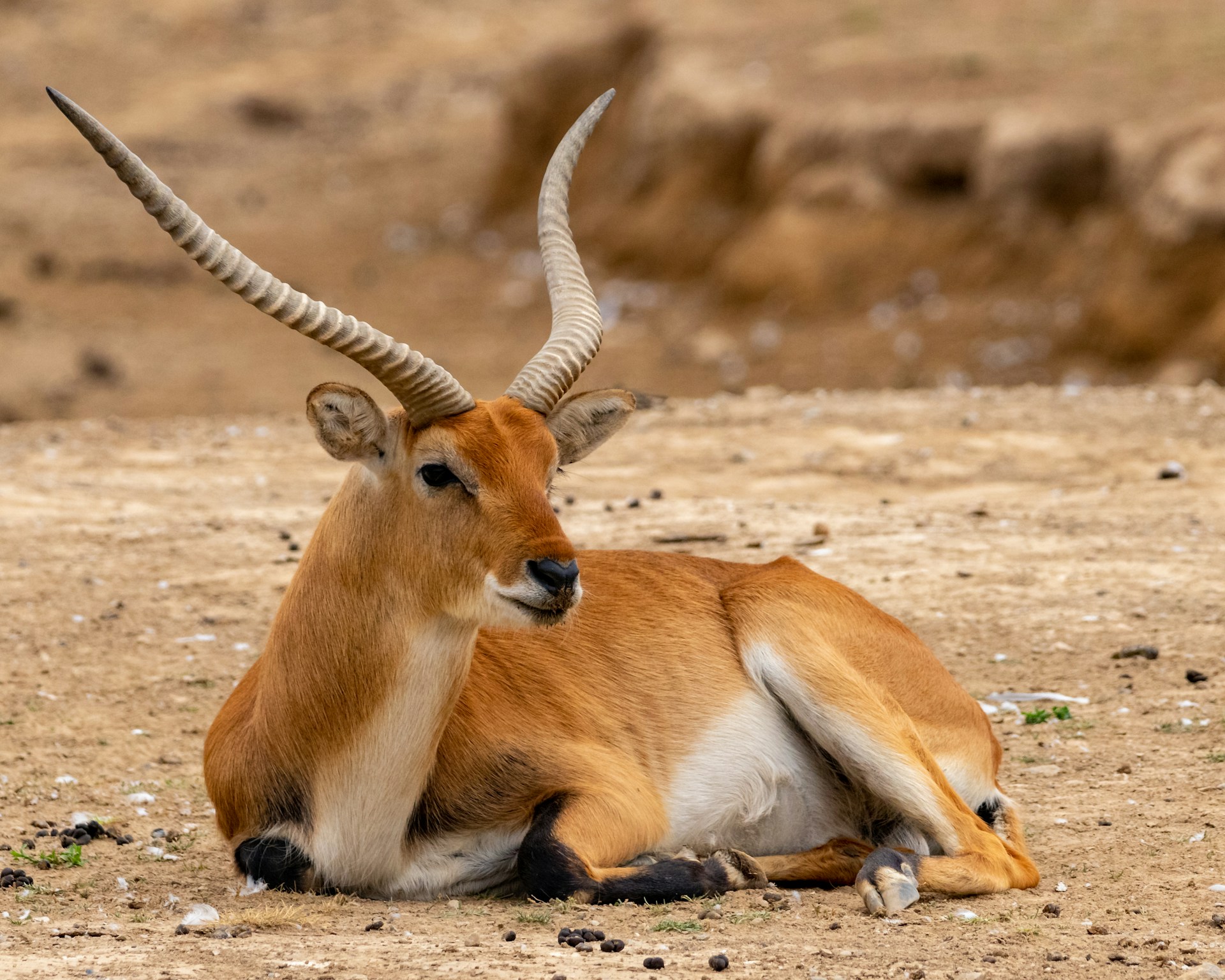 Wildlife Reserves in Uganda | Top Safari Spots 2026/2027