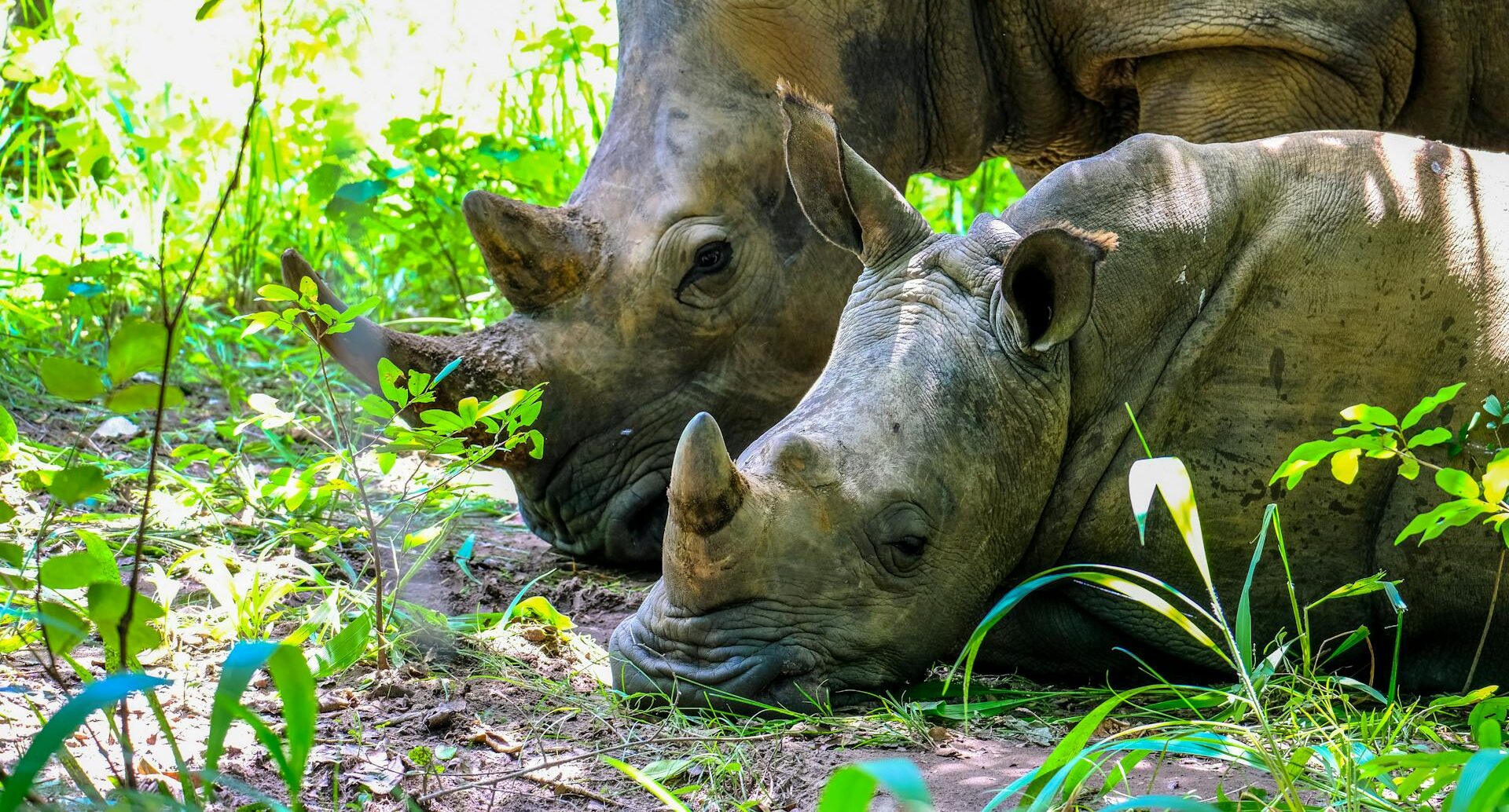Ziwa Rhino Sanctuary Uganda | Rhino Trekking Tours